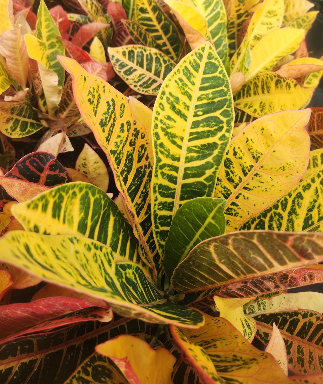 Codiaeum Variegatum Croton Petra - Etsy