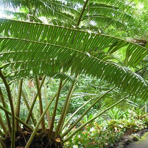 Angiopteris Evecta - Giant Tree Fern - Live Plant - Etsy
