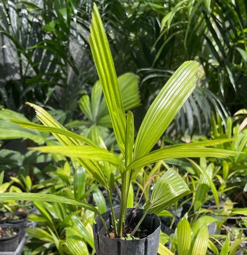 Licuala Spinosa spiny Licuala Palm Grown in a 4 Pot - Etsy