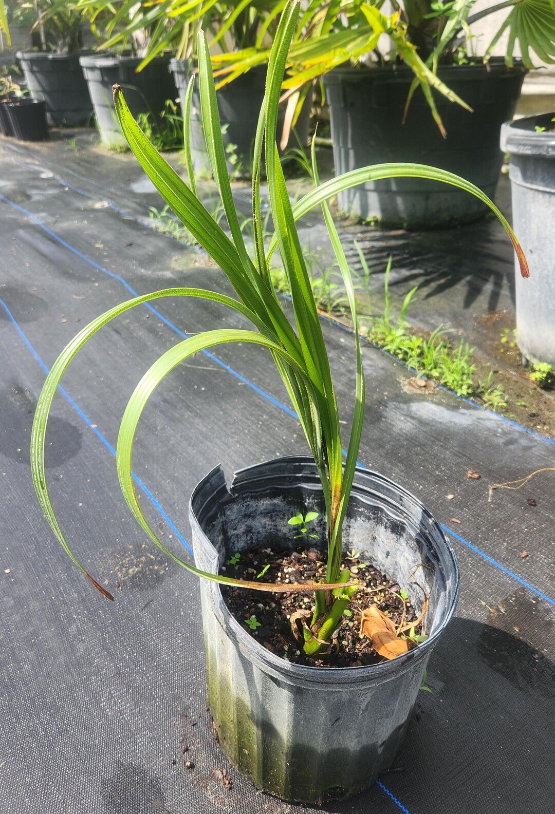 Borassus Flabellifer GREEN Palmyra Palm 3 Gallon Pot - Etsy