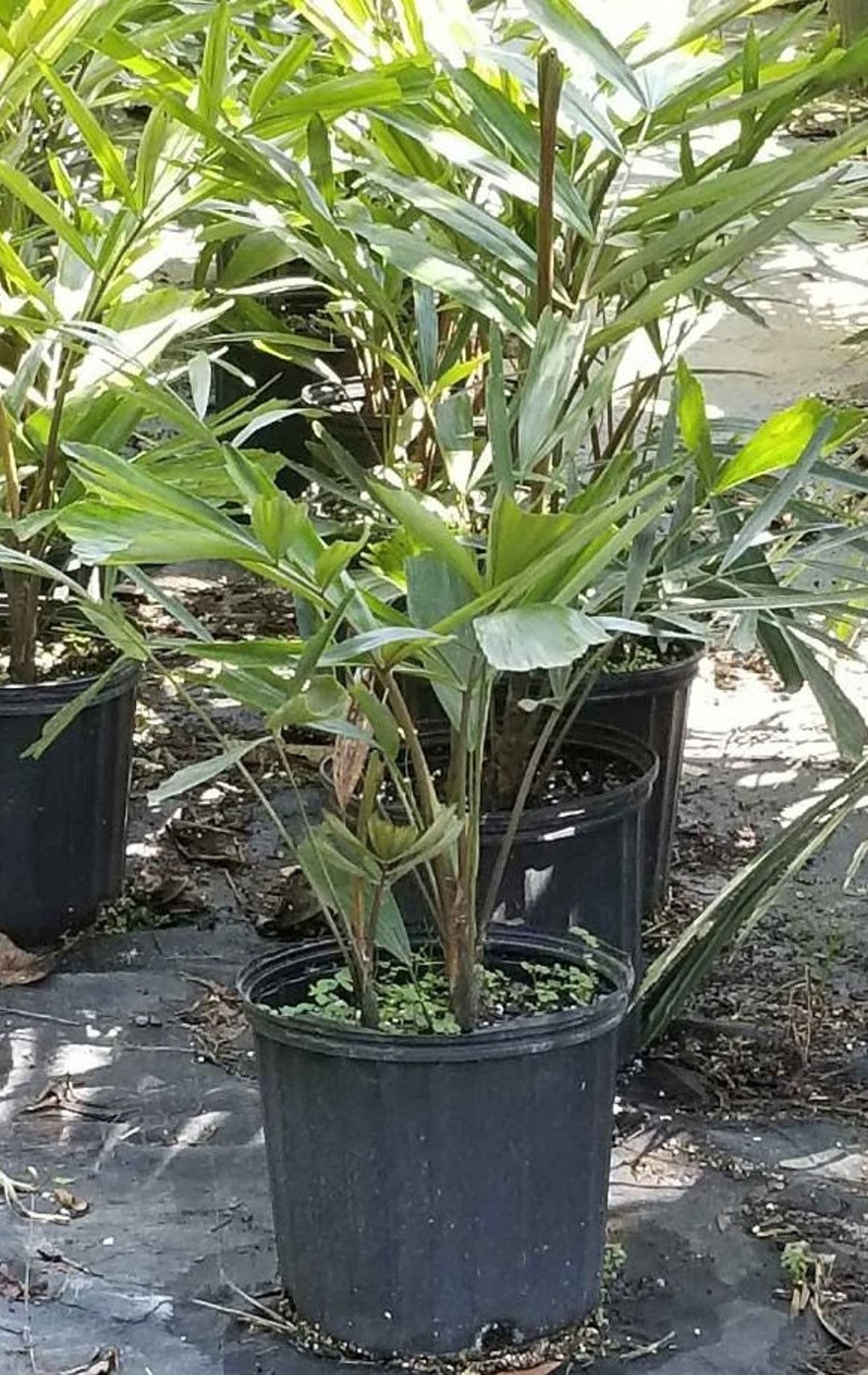 Dwarf Sugar Palm - Arenga Engleri - Live Formosa Palm - Etsy