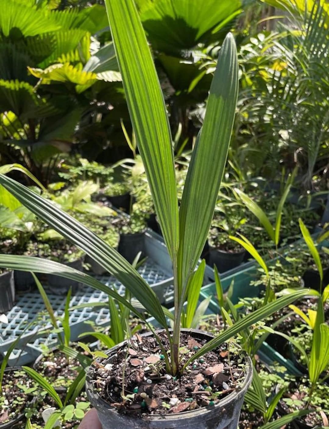Allagoptera Arenaria Seashore Palm grown in a 4.5 Quart Pot - Etsy