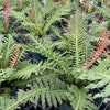 Selaginella Erythropus Sanguinea - Ruby Red Moss Fern - Grown in a 4 ...