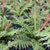 Selaginella Erythropus Sanguinea - Ruby Red Moss Fern - Grown in a 4 ...