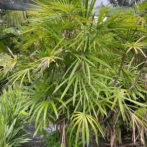 Rhapis Multifida Jade Palm Finger Palm 15 Gallon Pot LOCAL DELIVERY ...