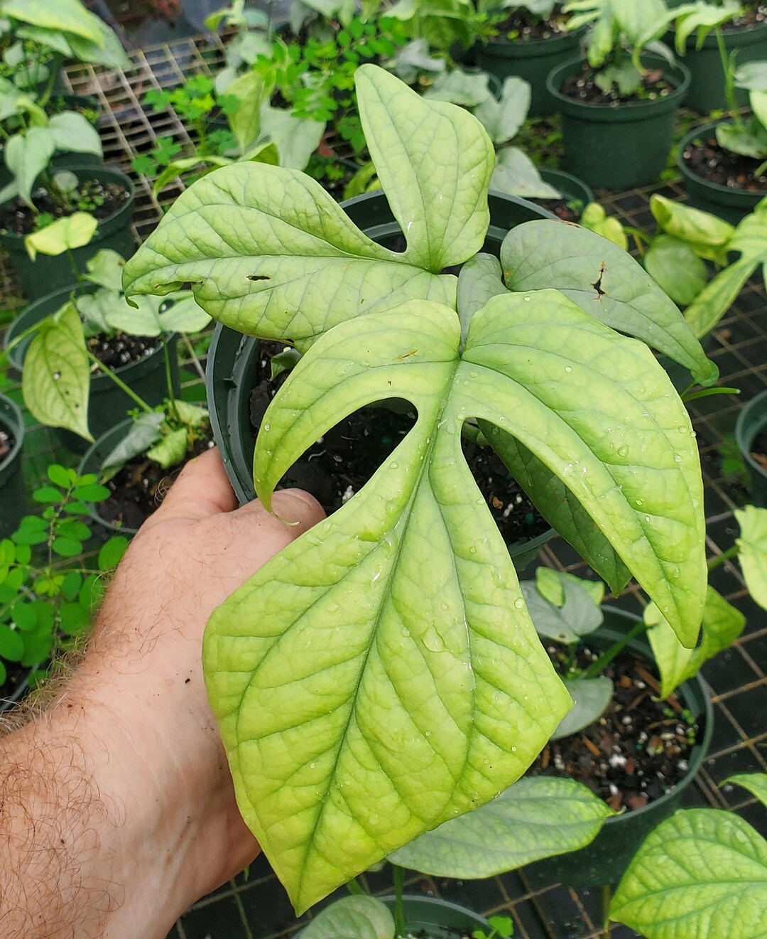 Amydrium Medium Silver Grown in a 6 Pot - Etsy