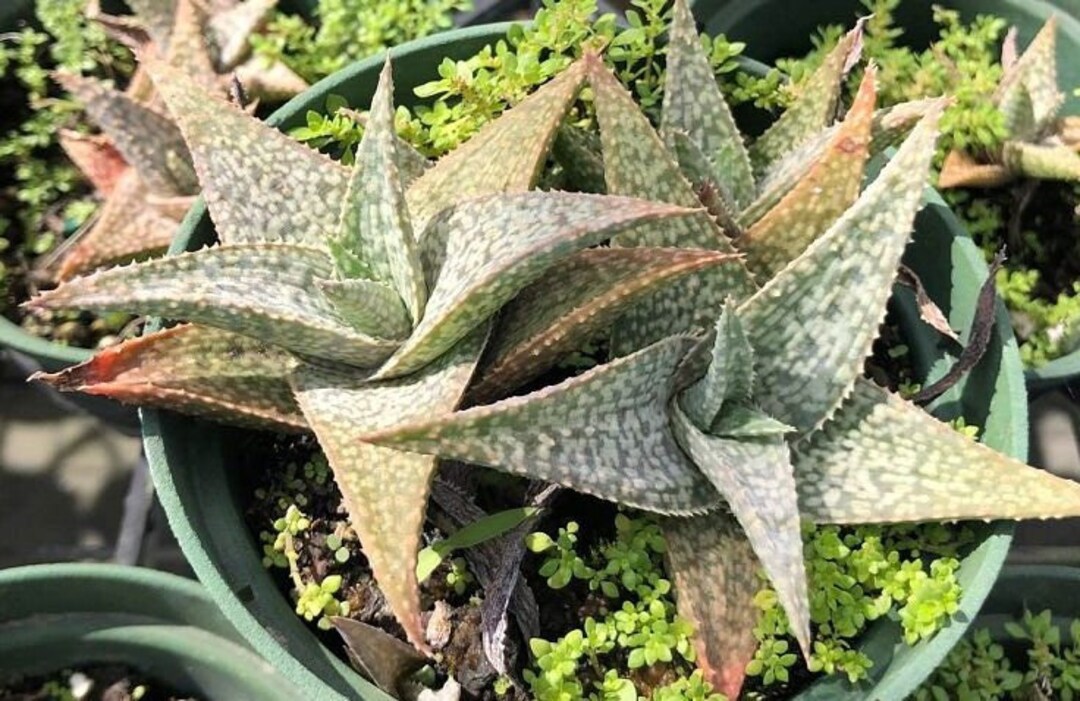 Aloe White Fox Rahuii - Etsy