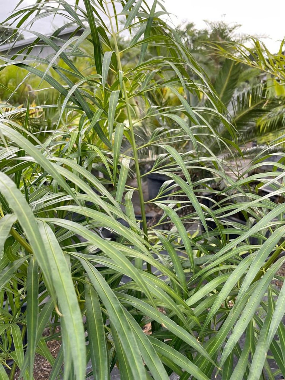 Cycas Debaoensis Debao Fern Split Leaf Cycad 15 Gallon - Etsy