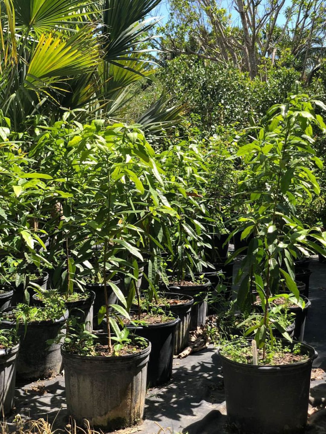 Planta de guayaba de fresa viva Psidium Cattleianum Cattley Guayaba 3 ...