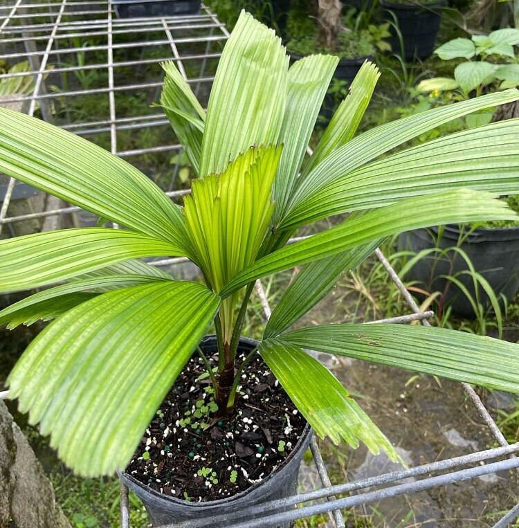 Licuala Lauterbachii Grown in a 1 Gallon Pot - Etsy
