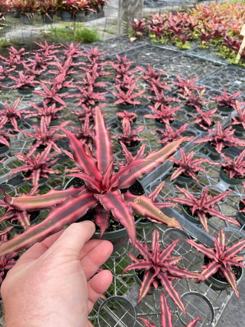 Cryptanthus Earth Star Bromeliad Grown in a 4 Pot - Etsy