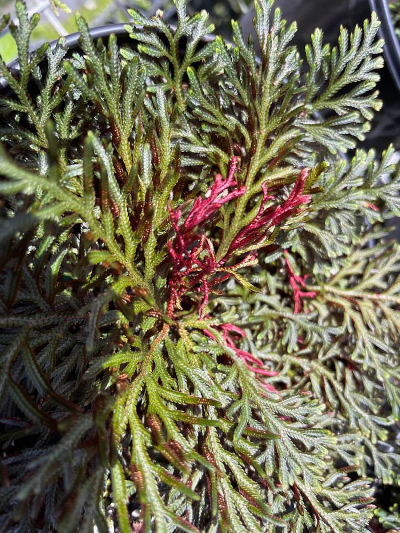Selaginella Erythropus Sanguinea Ruby Red Moss Fern Grown - Etsy