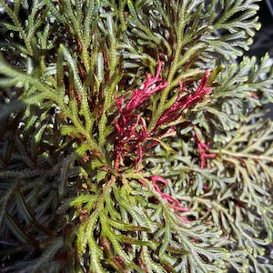 Selaginella Erythropus Sanguinea - Ruby Red Moss Fern - Live Plant - Etsy