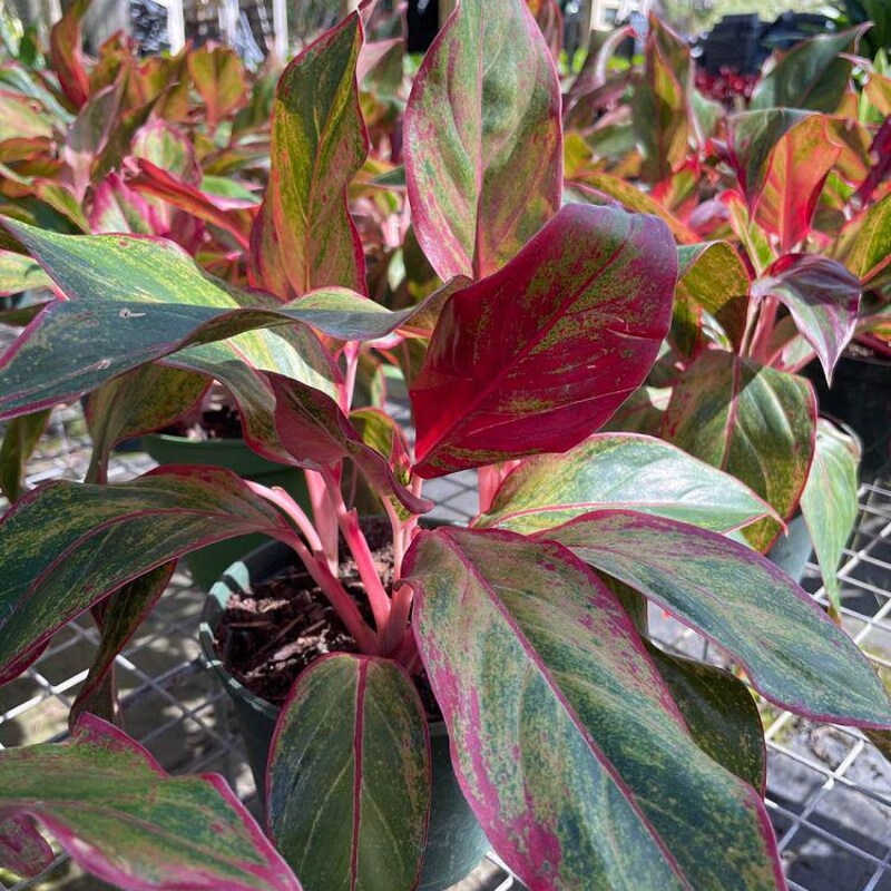 Aglaonema - Etsy