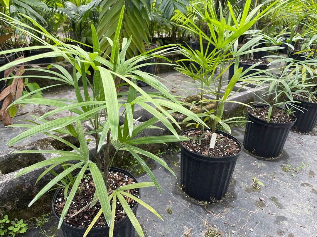 Rhapis Multifida - Jade Palm - Finger Palm - 7 Gallon Pot - Etsy