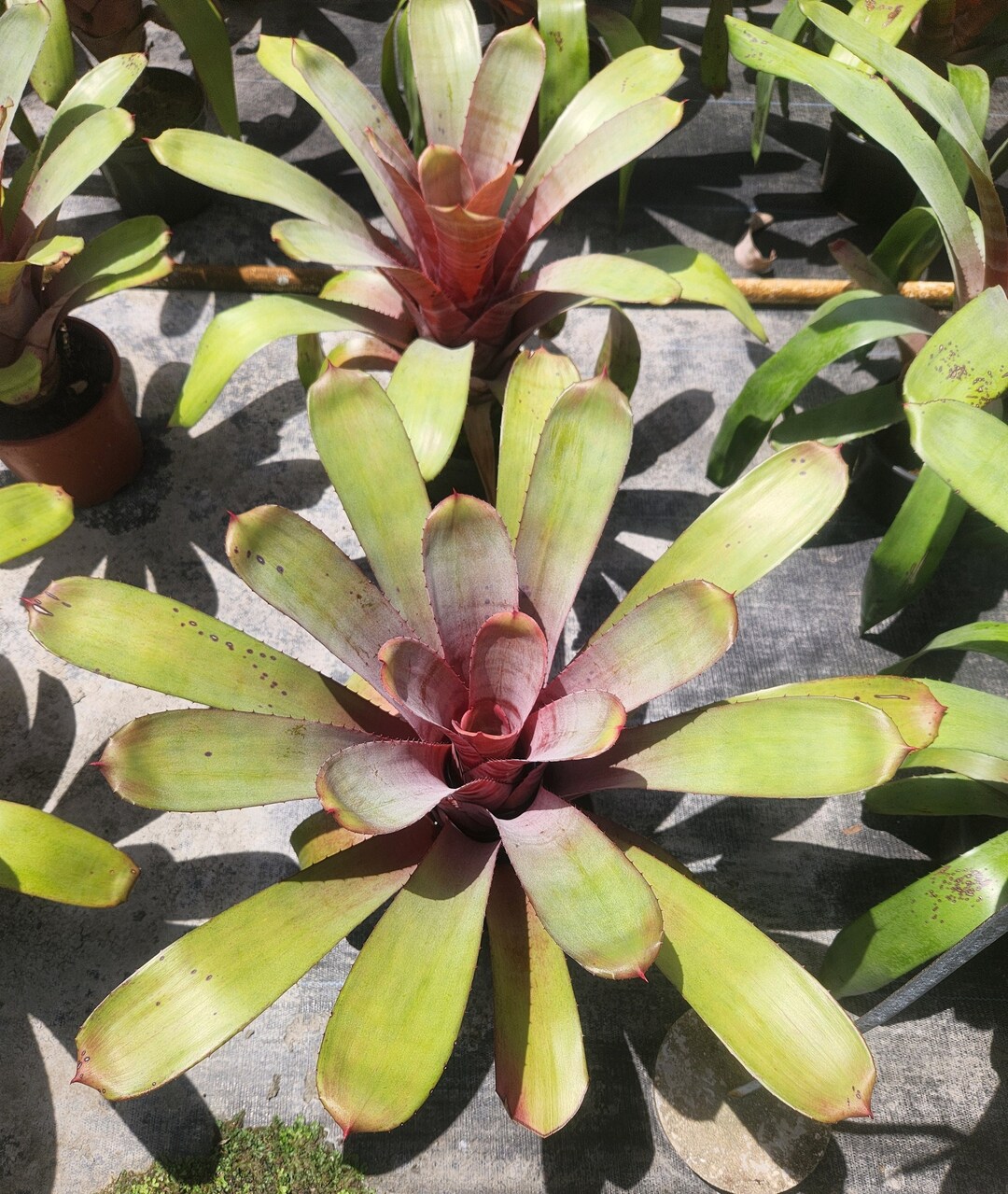 Bromeliad Aechmea Greg - 2 Gallon Pot - Etsy