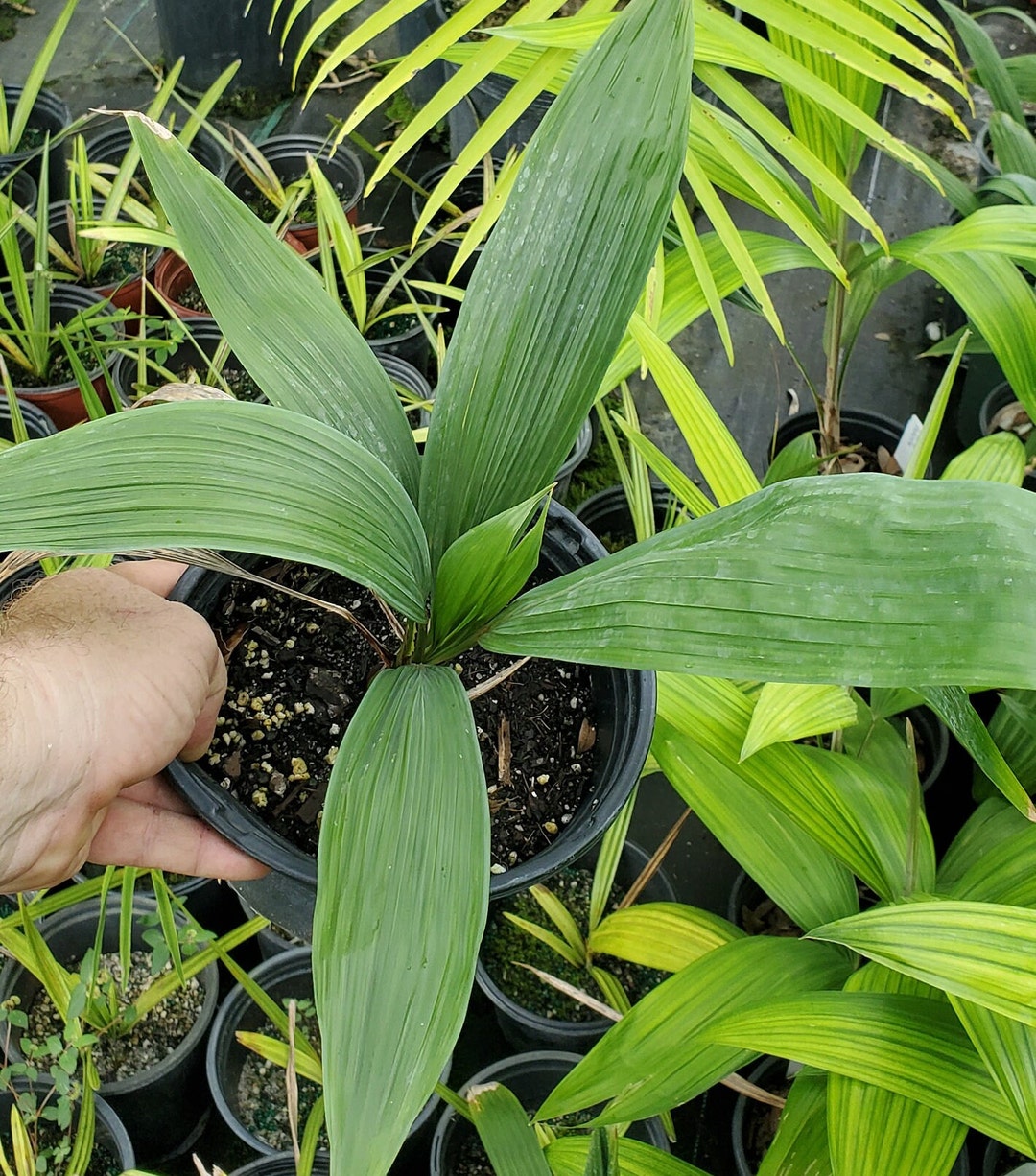 Cryosophila Stauracantha Palm - 1 Gallon Pot - Etsy