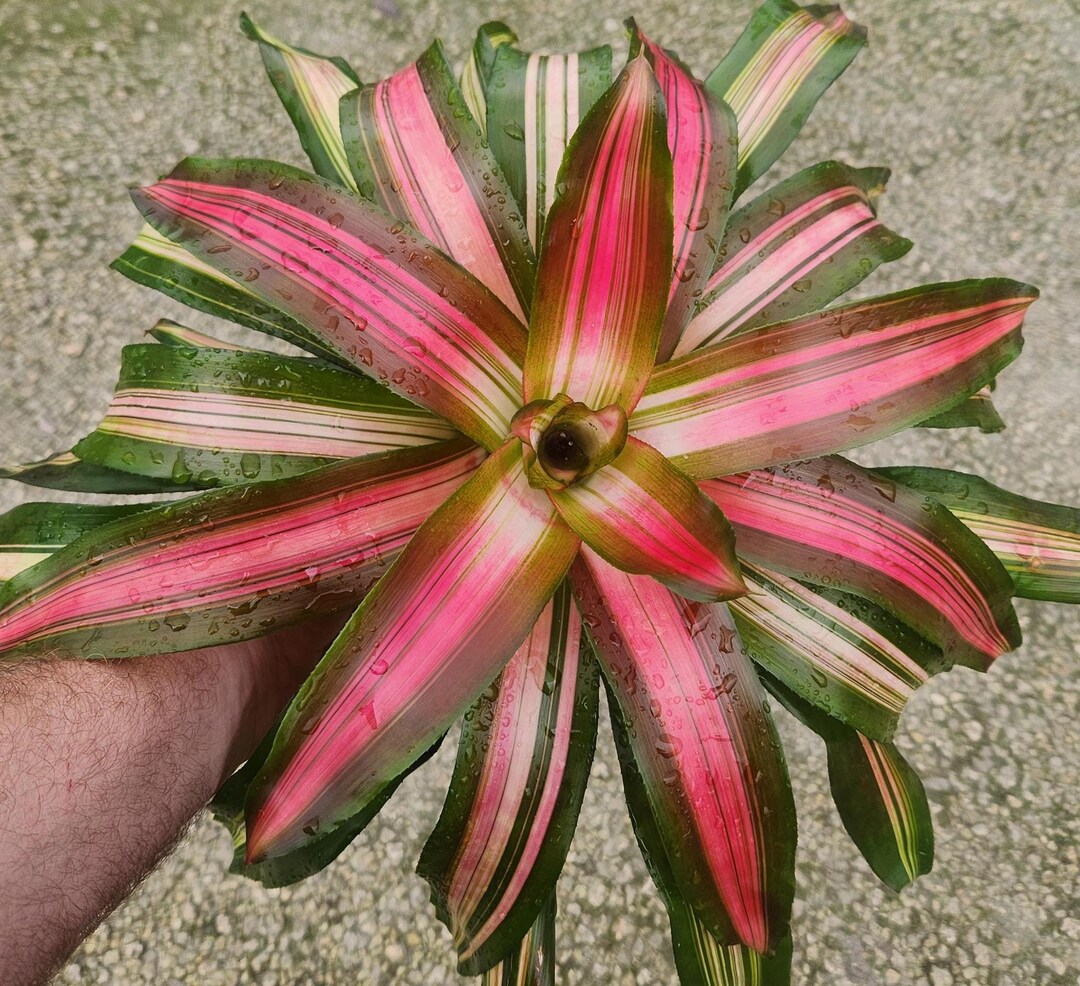 Bromeliad Neoregelia Tricolor - Live Plant - Etsy