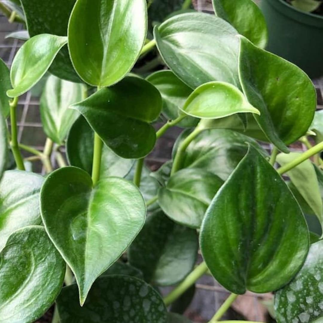 Peperomia Nitida Grown in a 6" Pot - Etsy