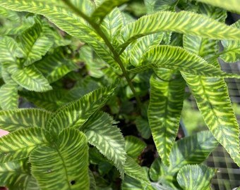 Golden Bamboo Fern Variegated Houseplants Live Plant in Pot Indoor ...