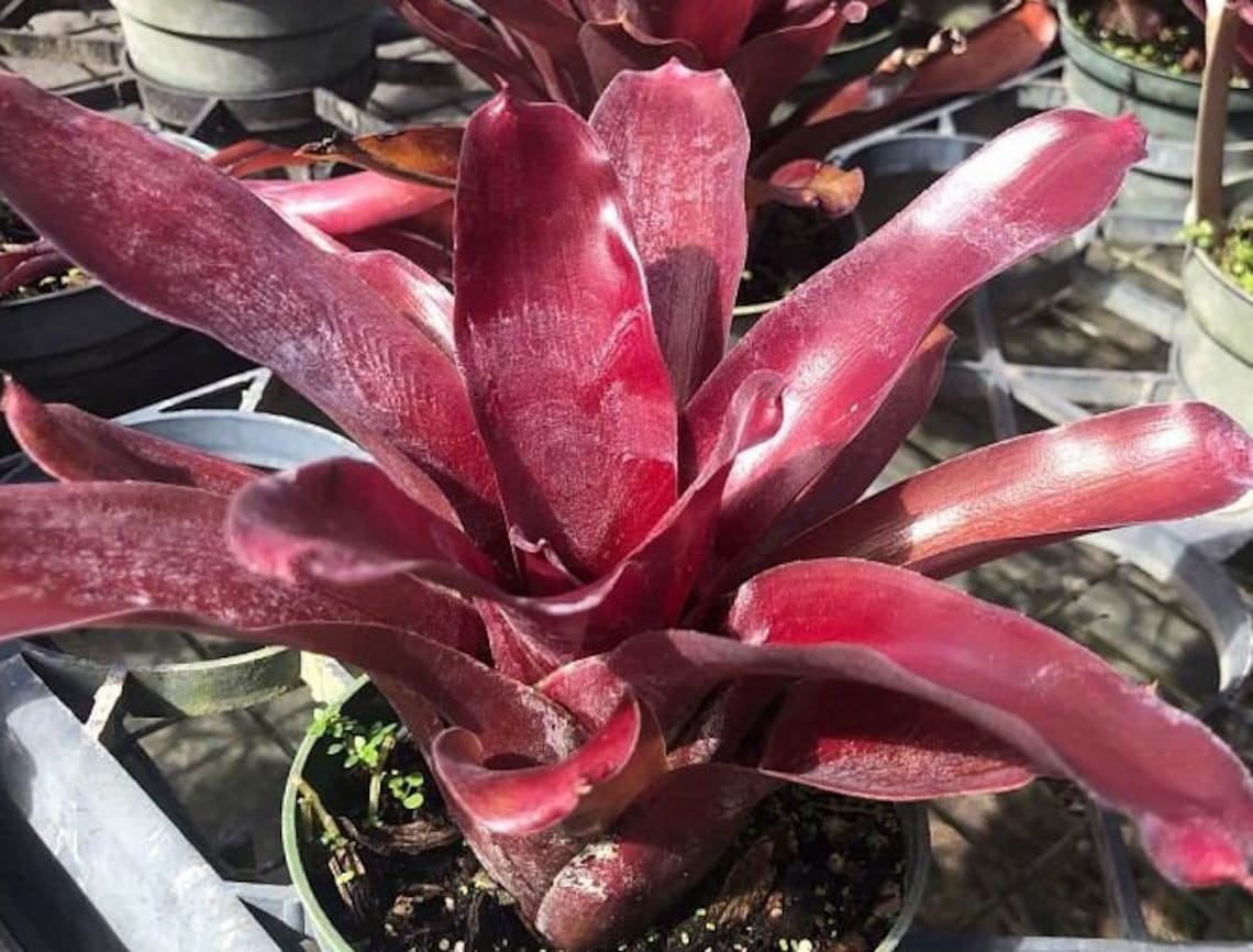 Neoregelia Dwarf Red Bromelia - Etsy
