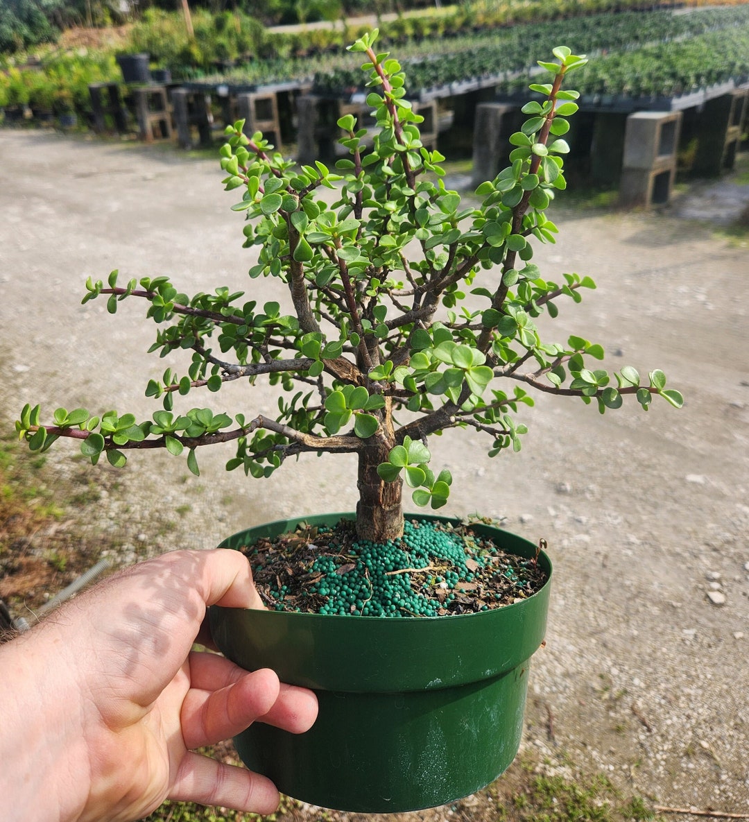Standard or Variegated Mini Jade Bonsai Start Portulacara Afra 6 Pot - Etsy