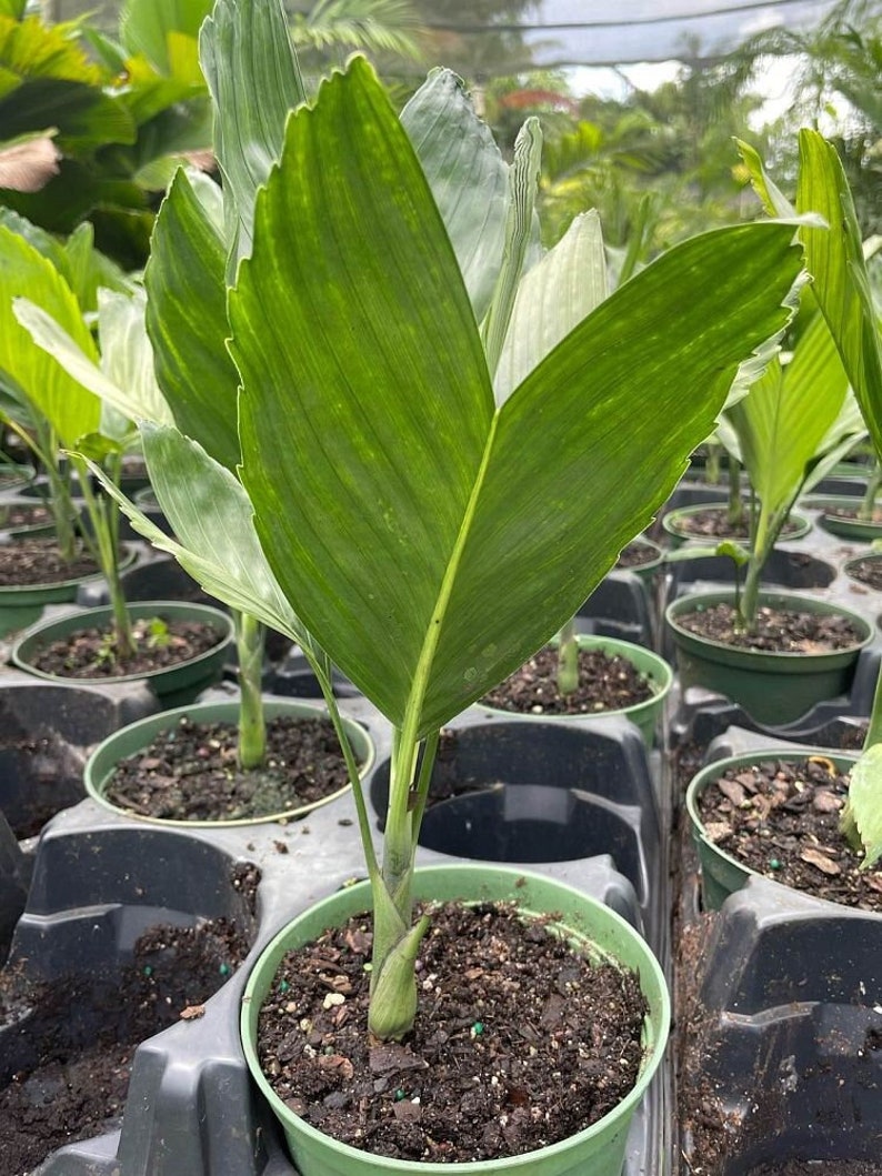 Chamaedorea Metallica Mini Fishtail Palm Grown in a - Etsy