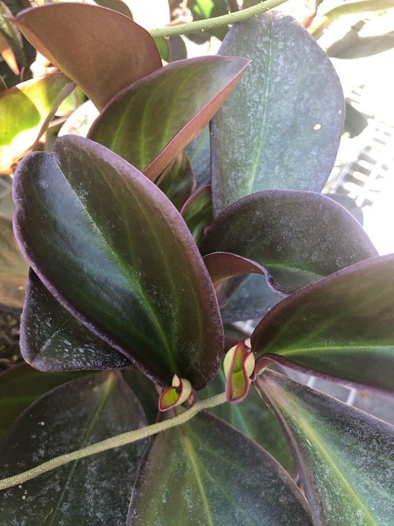 Peperomia Clusiifolia Red Edge Peperomia Grown in a - Etsy