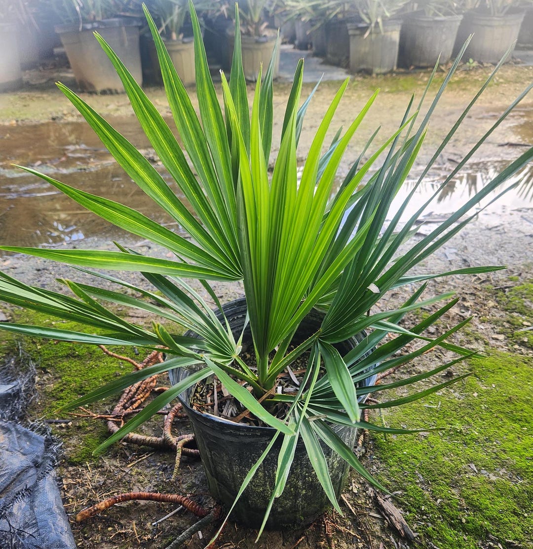 Copernicia Fallaensis Palm - Copernicia Fallaense Palm - Live Plant - Etsy