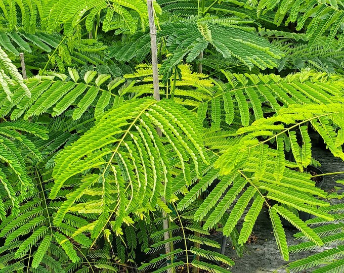 Royal Poinciana Tree Flamboyant Tree Seedling Sapling - Etsy