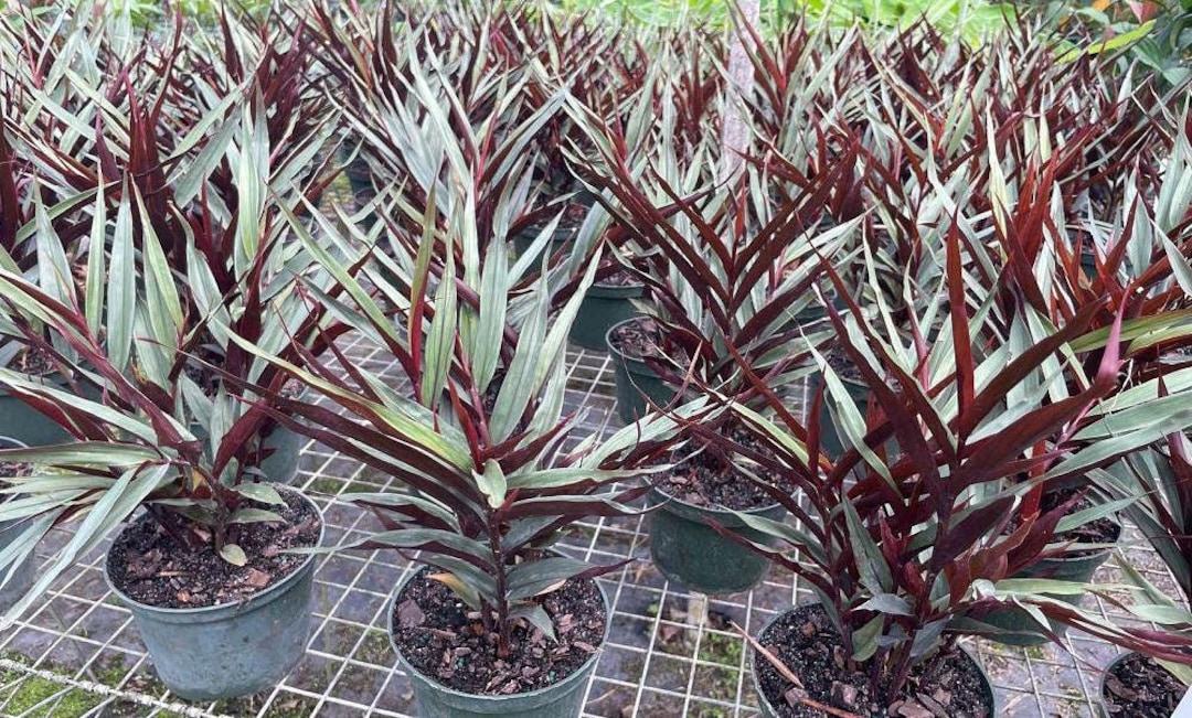 Alpinia Luteocarpa - Red Back Ginger - Red Bamboo Ginger - Live Plant ...