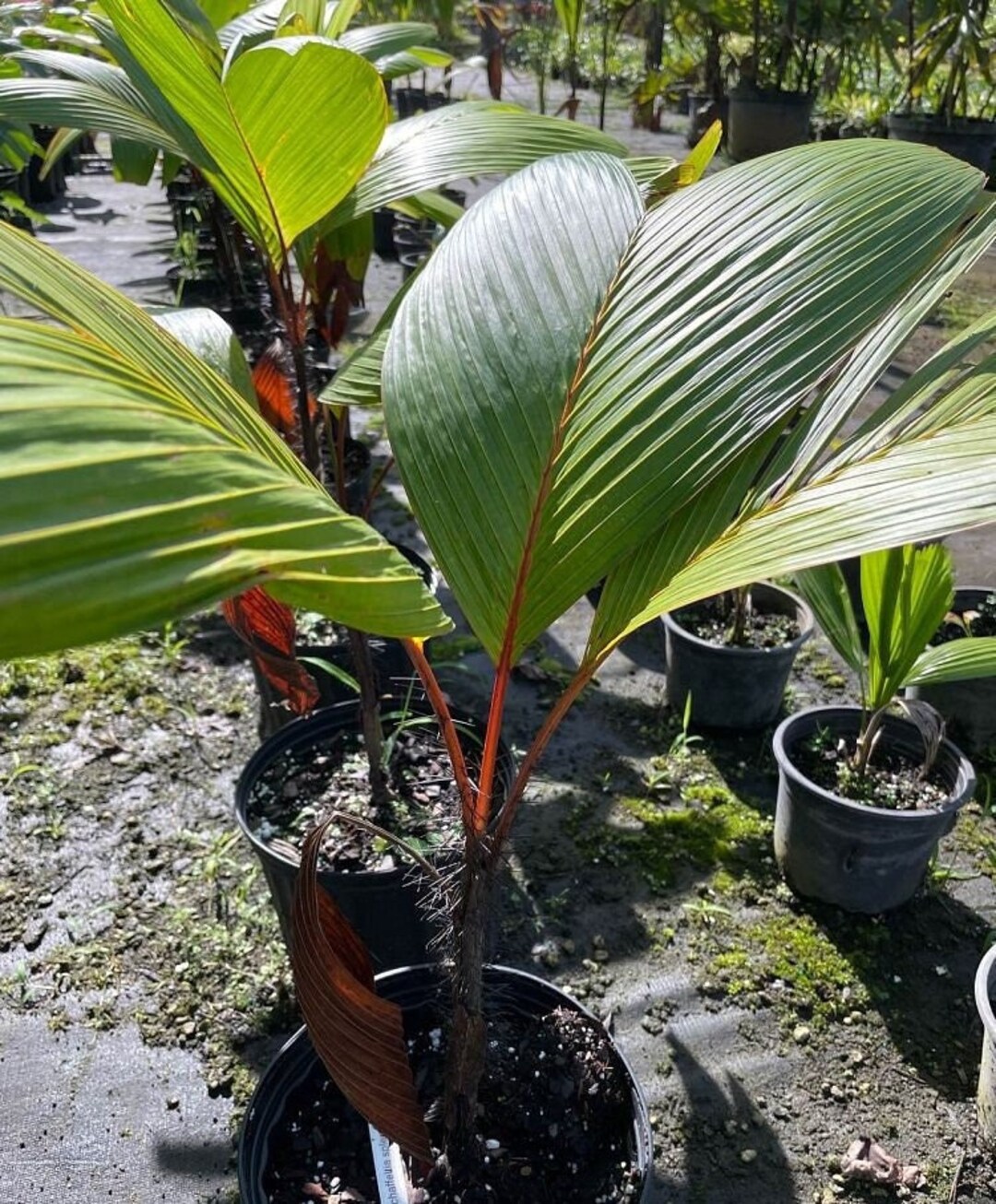 Verschaffeltia Splendida - Stilt Palm - 7 Gallon Pot - Etsy