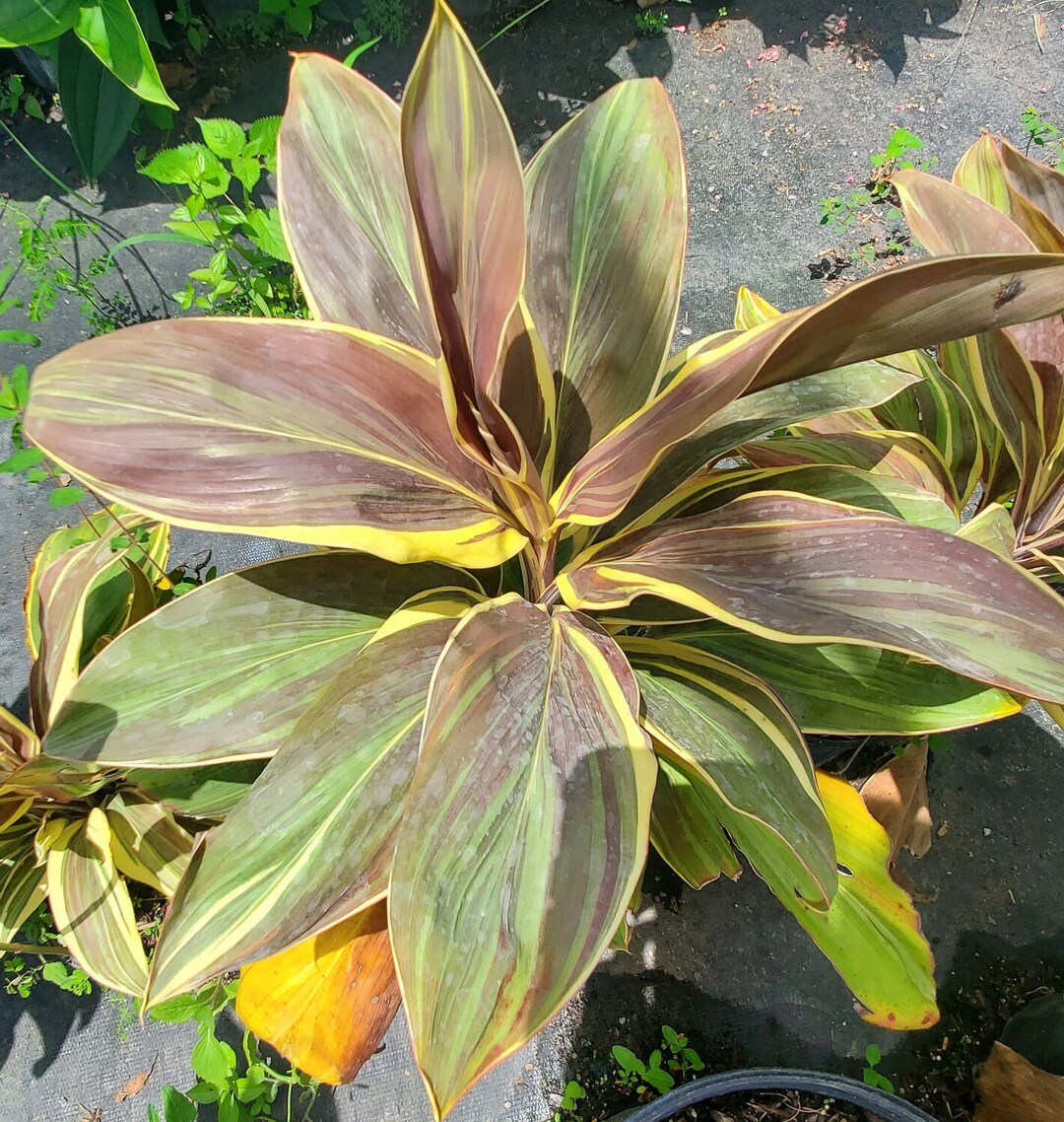 Cordyline Miss Andrea Ti Plant Cordyline Terminalis Dracaena Terminalis ...