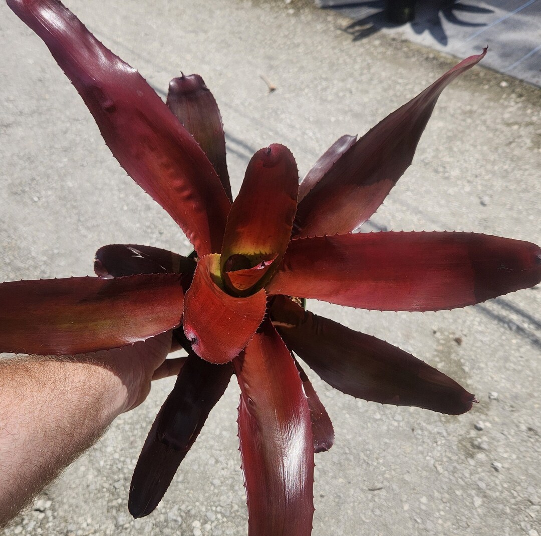 Bromeliad Neoregelia Avalon - Live Plant - Etsy