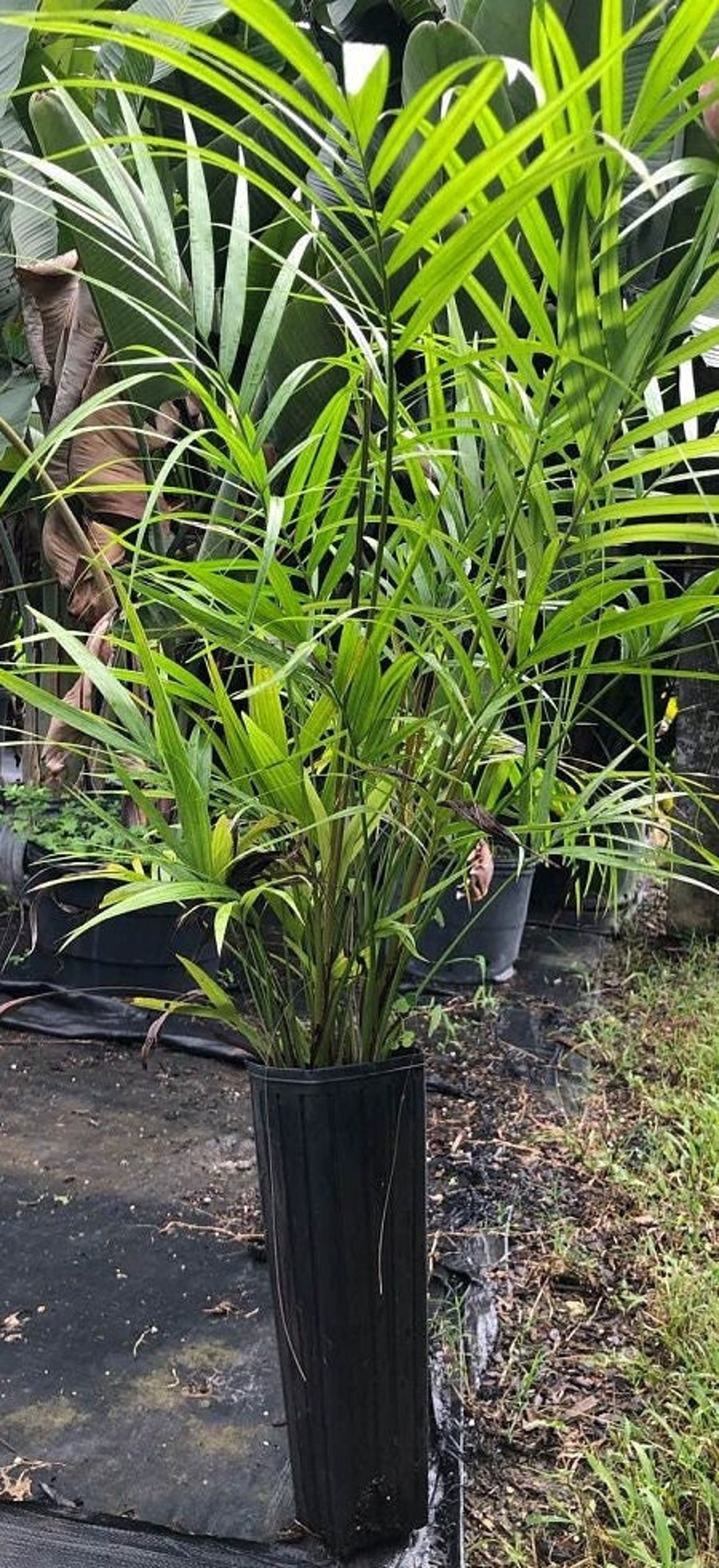 Heterospathe Elata - Sagisi Palm - Etsy