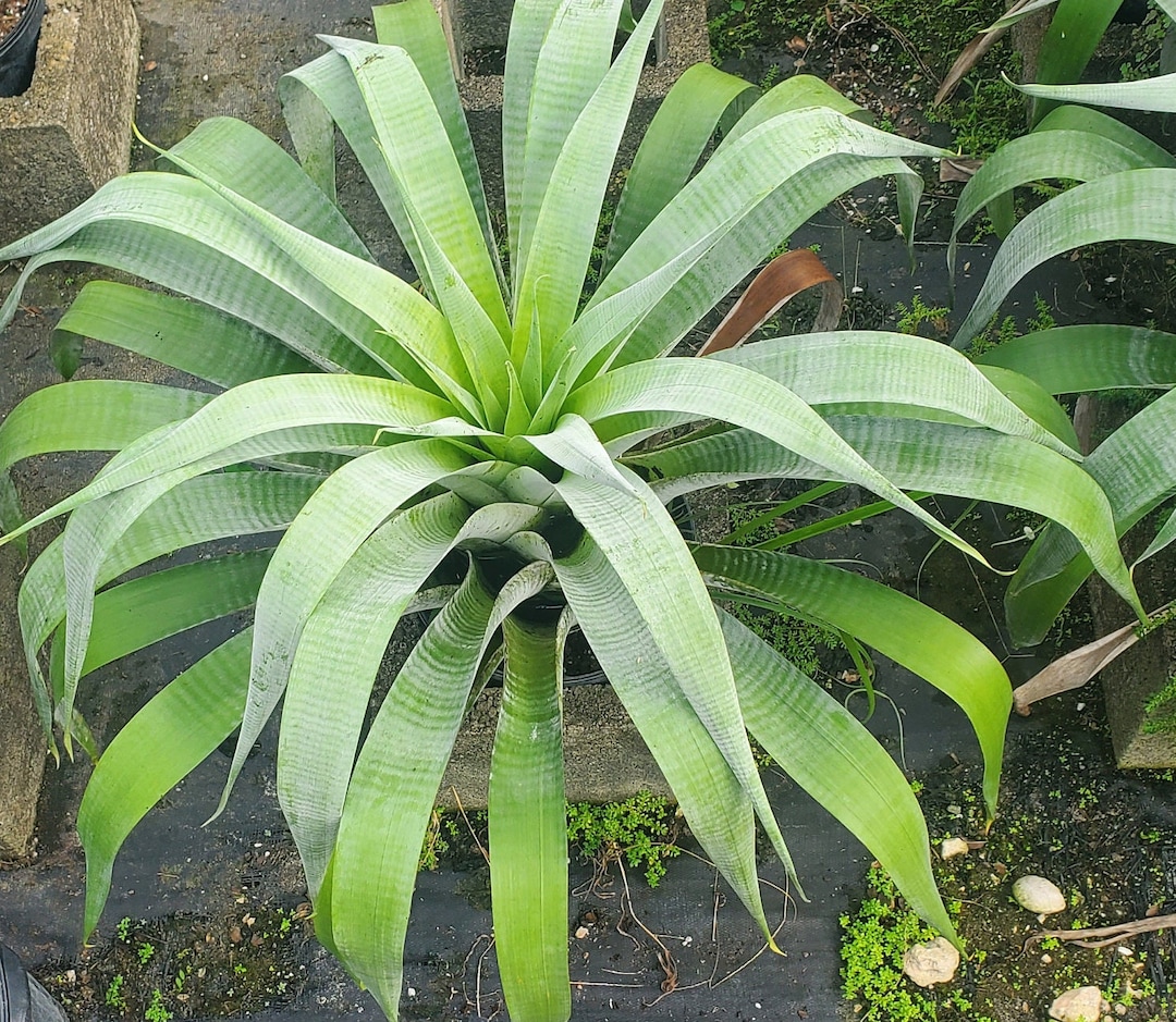 Alcantarea Odorata Bromeliad 3 Gallon - Etsy