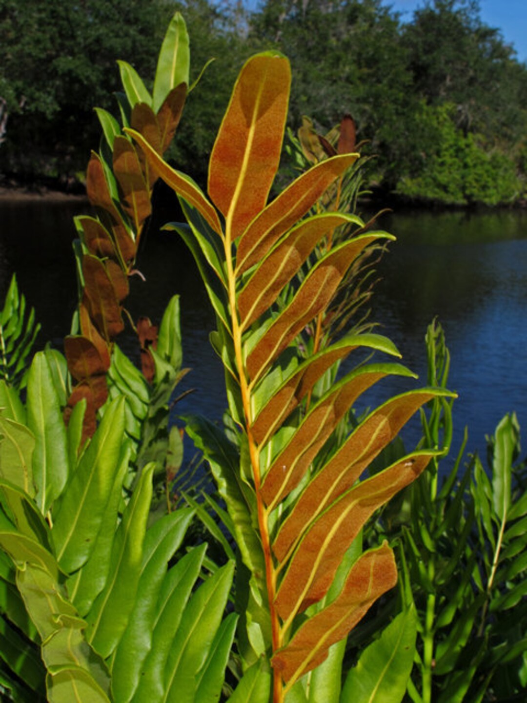 Acrostichum Danaeifolium Leather Fern Florida Native Grown in a 3 ...