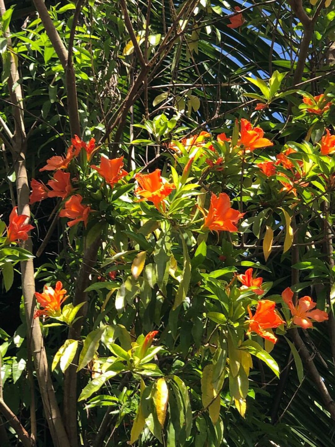 Erblichia Odorata Grown in a 15 Gallon Pot - Etsy