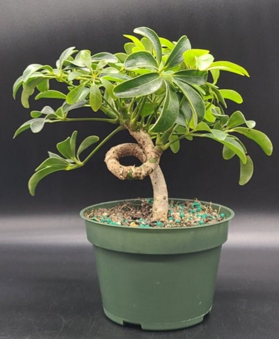 Schefflera Arboricola Coiled Trunk - Luseane Bonsai Start / Pre Bonsai ...