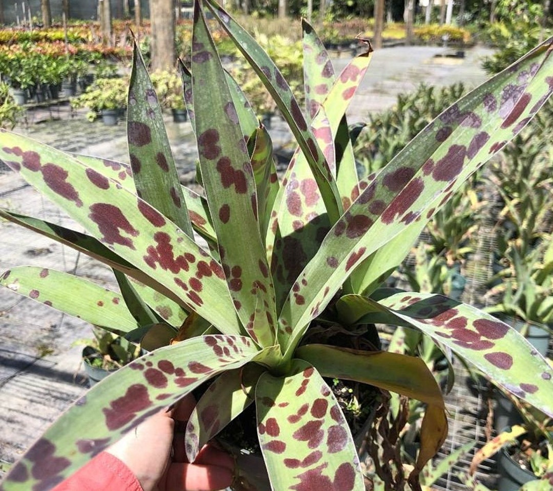 Manfreda Virginica 'spot' - Etsy