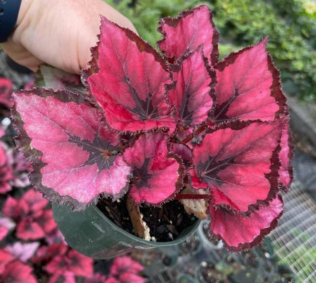 Begonia Harmony's Red Robin - Painted Begonia - Painted Leaf Begonia ...