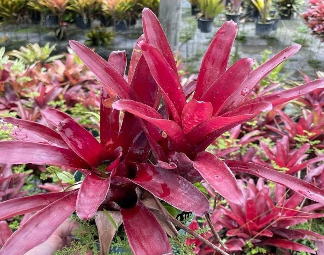 Neoregelia Redland Red Bromeliad - Etsy