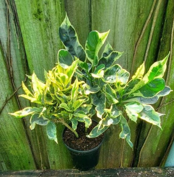 TAMARA Tropical Croton Live Plant 1 Gallon Pot 3 Plants | Etsy