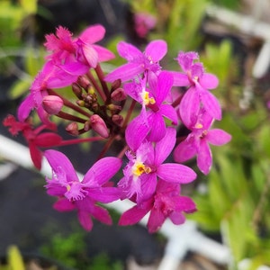 Epidendrum Radicans - Purple - 1 Gallon Pot - Live Plant - Etsy