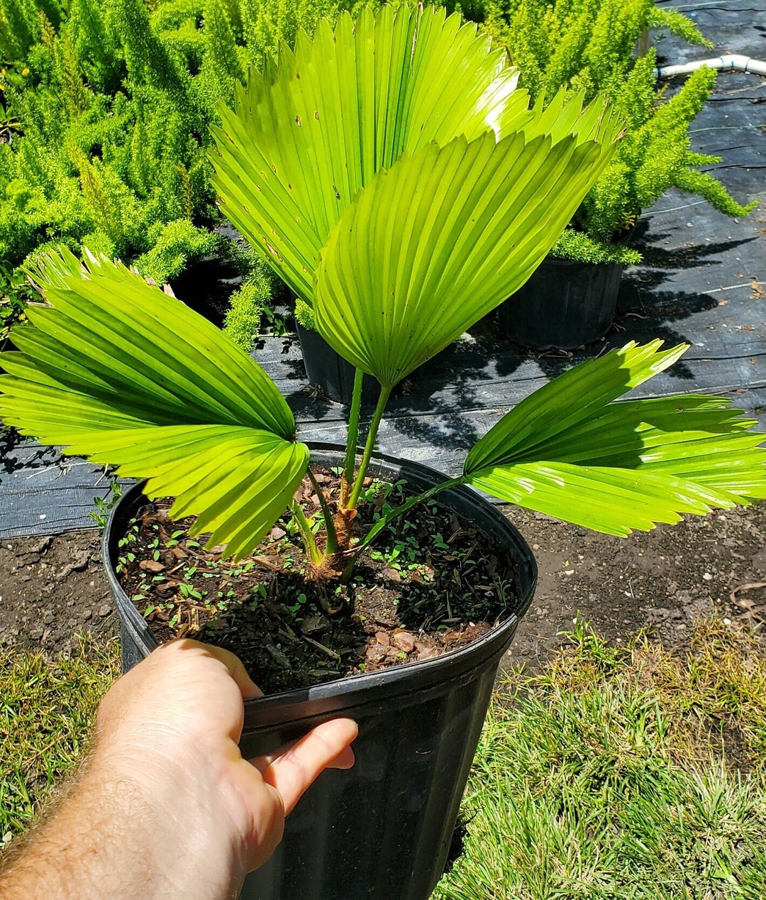 Licuala Peltata Palm - Licuala Peltata Elegans - Live Plant - Etsy