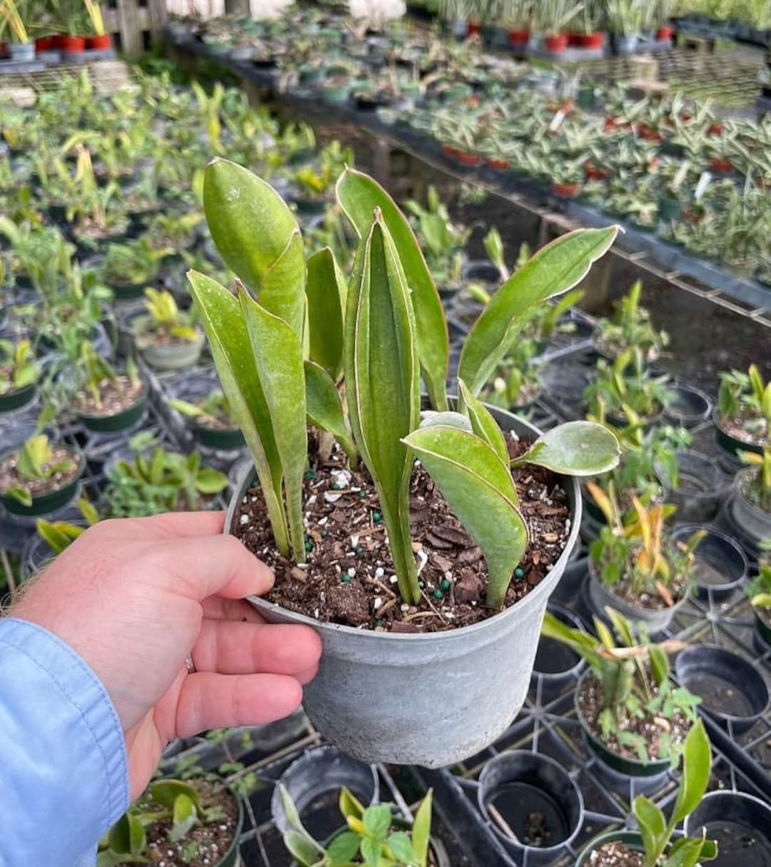Sansevieria Subspicata Concinna - Snake Plant - Mother in Law's Tongue ...