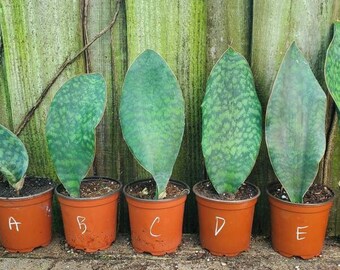 Shark Fin Plant | Etsy