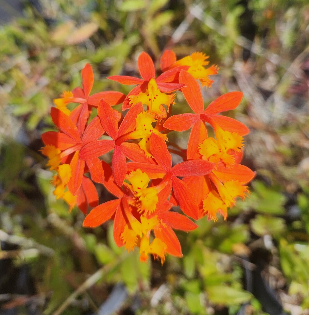 Epidendrum Radicans - Orange - 1 Gallon Pot - Live Plant - Etsy