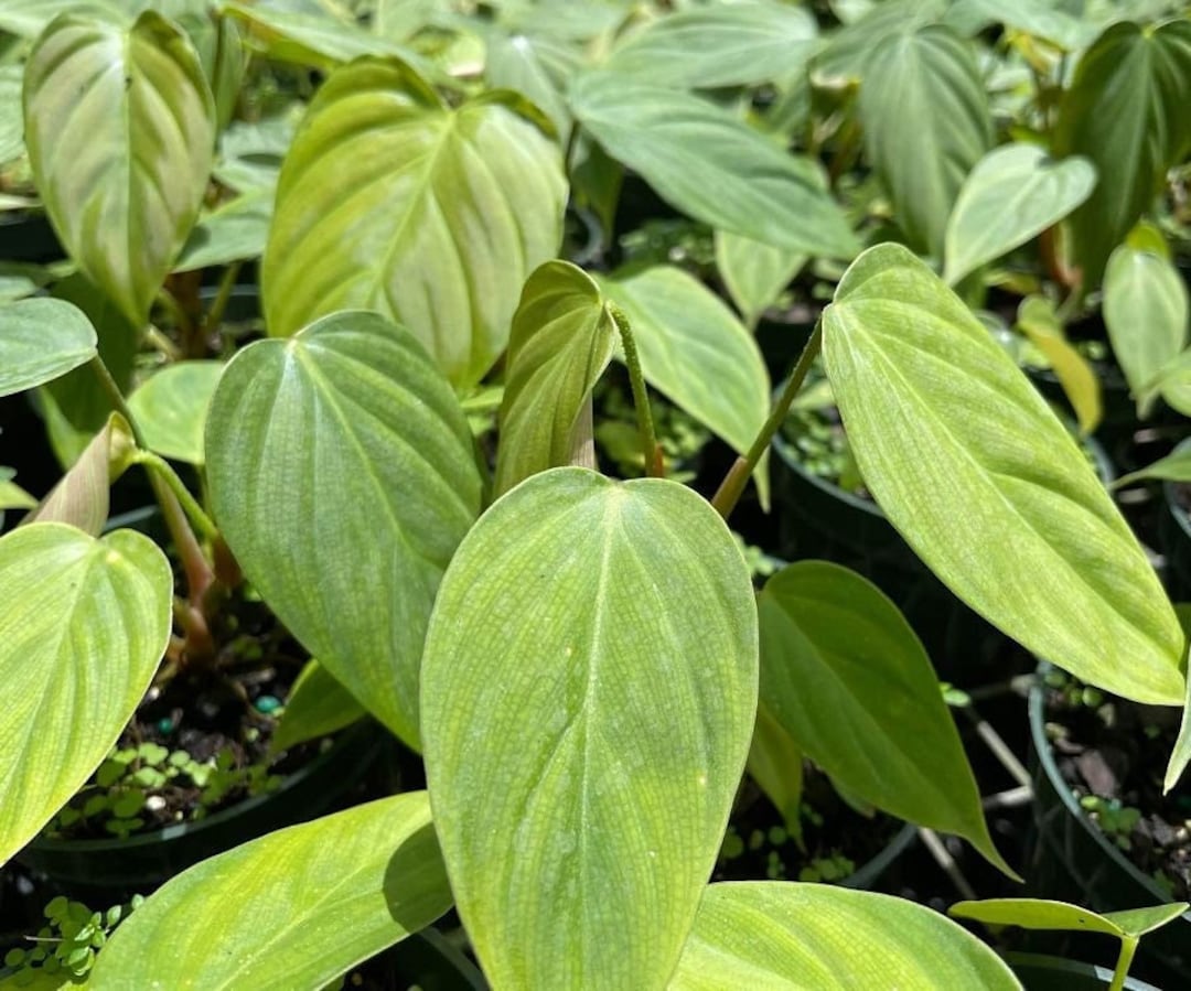 Philodendron Fuzzy Petiole 6" Pot - Etsy