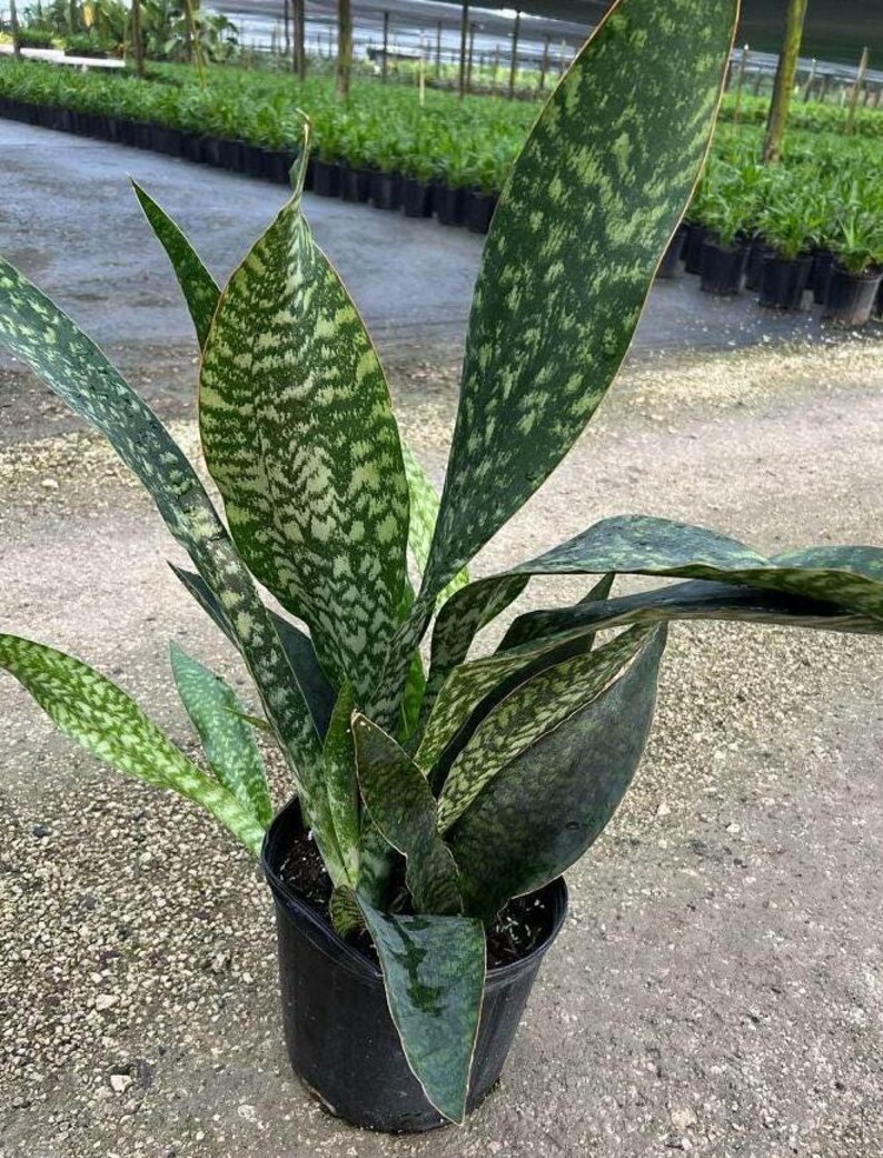 Sansevieria Trifasciata Jaboa - Snake Plant - Mother in Law's Tongue ...